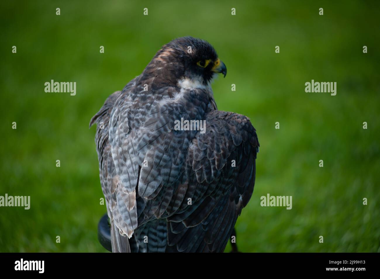 Perigrine falcon hi-res stock photography and images - Alamy