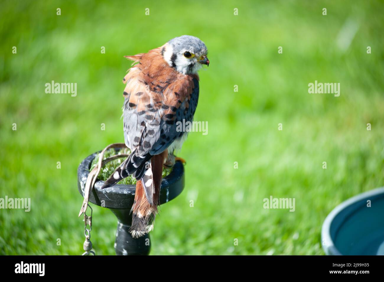 Bird of Prey Cornwall Stock Photo - Alamy