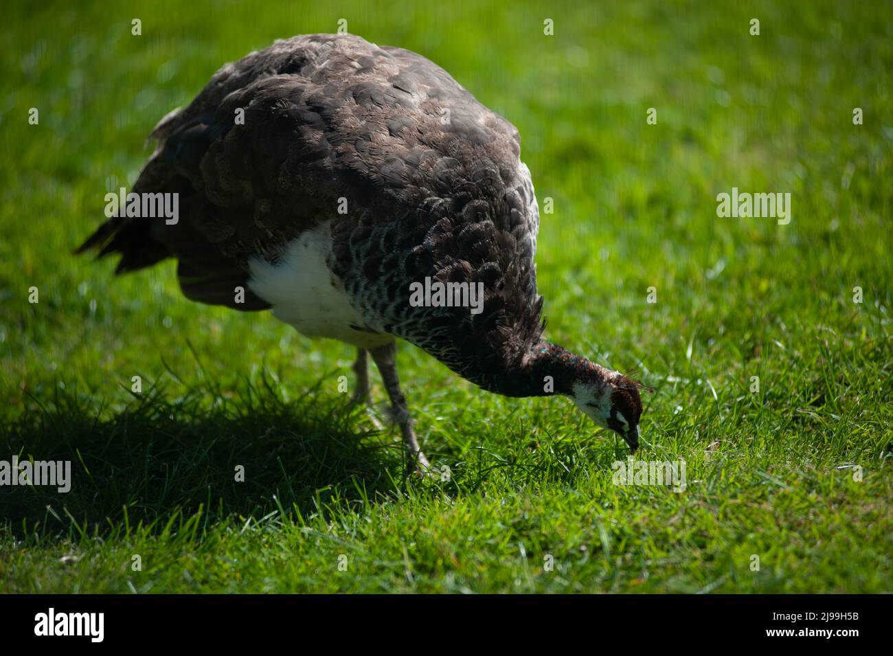 Peahen bird hi-res stock photography and images - Alamy