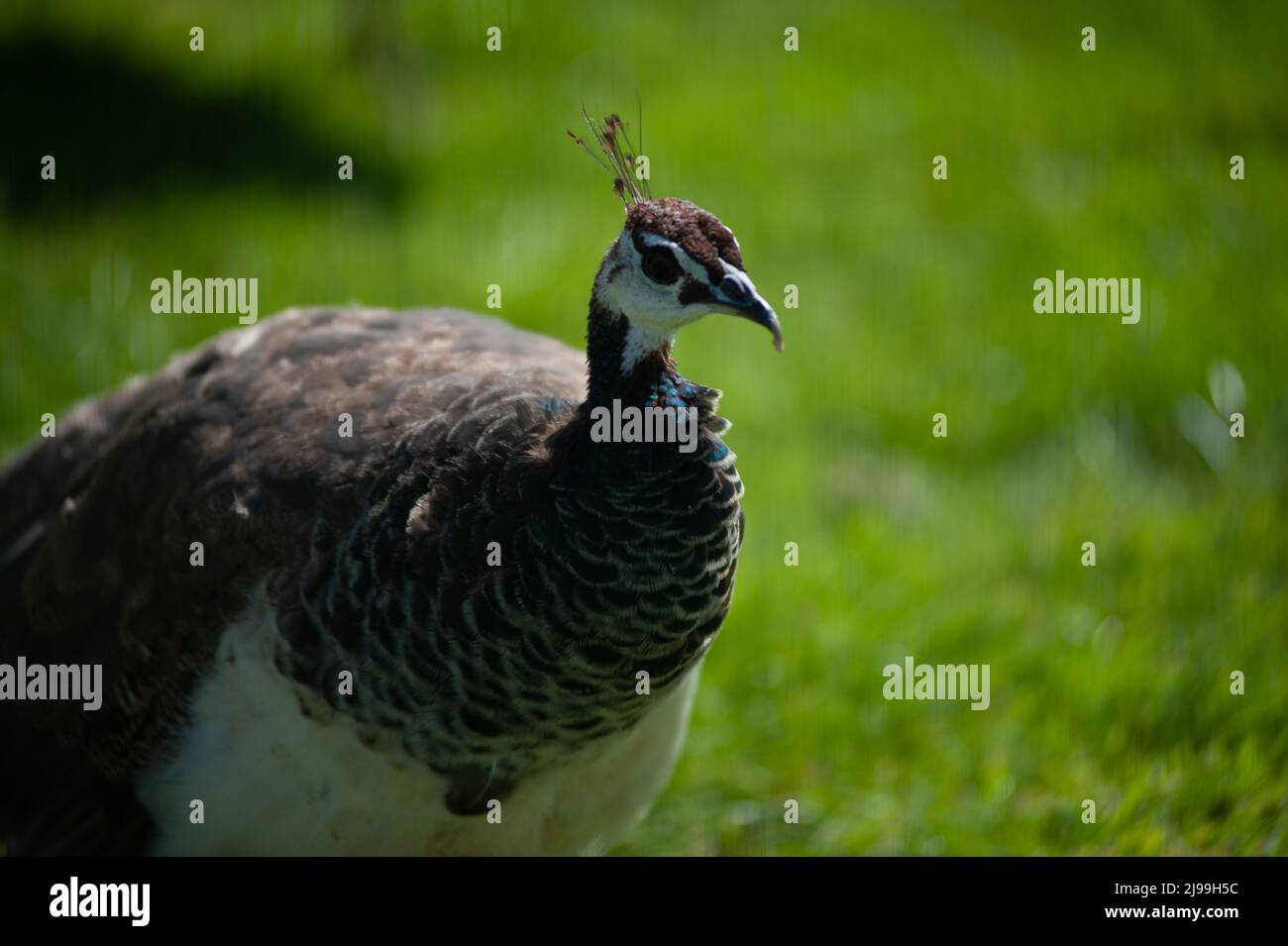 Peahen bird hi-res stock photography and images - Alamy
