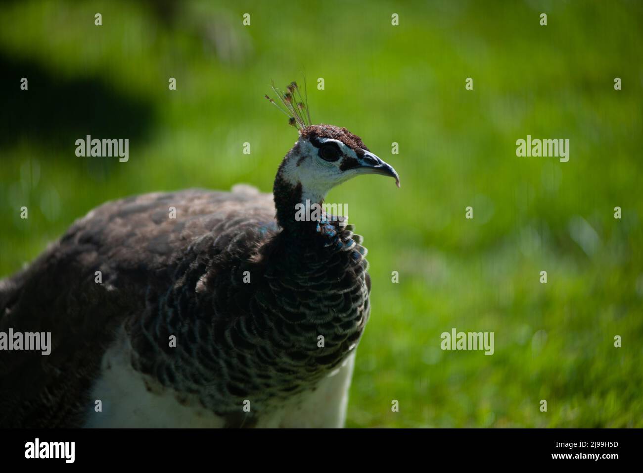 Peahen bird hi-res stock photography and images - Alamy