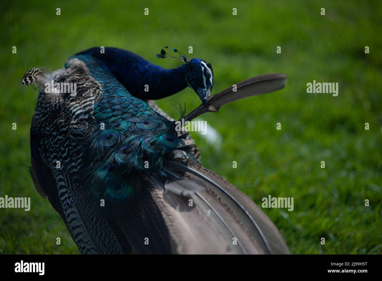 Peacock preening itself Stock Photo - Alamy