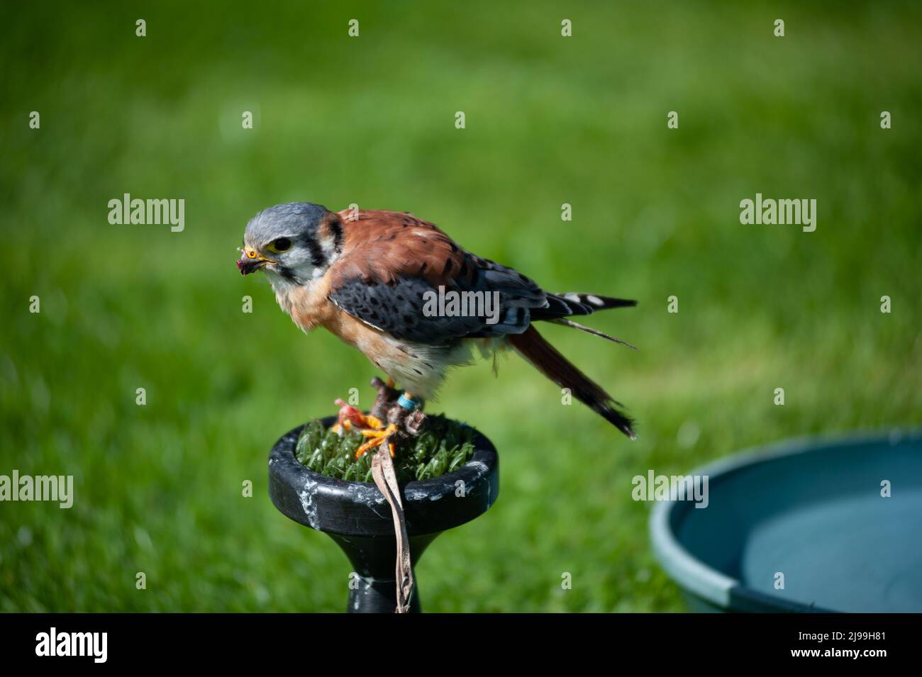 Bird of Prey Cornwall Stock Photo - Alamy