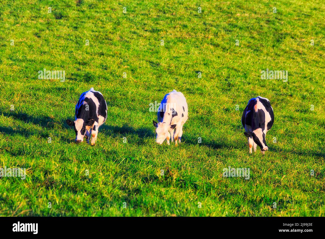 Black white jersey cow hi-res stock photography and images - Alamy