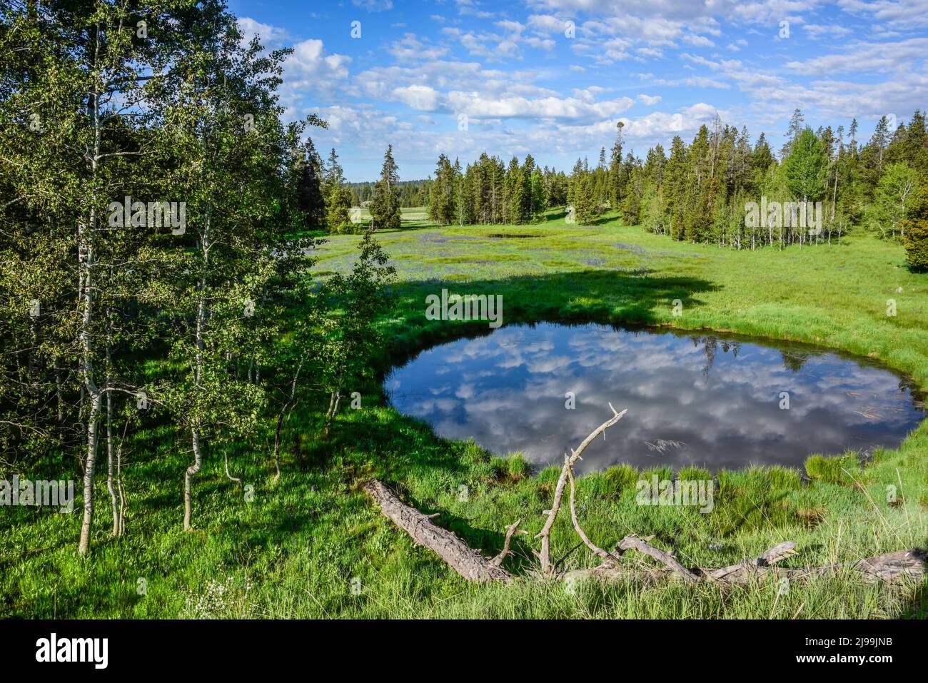 A springtime ephemeral, temporary, pond reflects clouds and sky with a ...