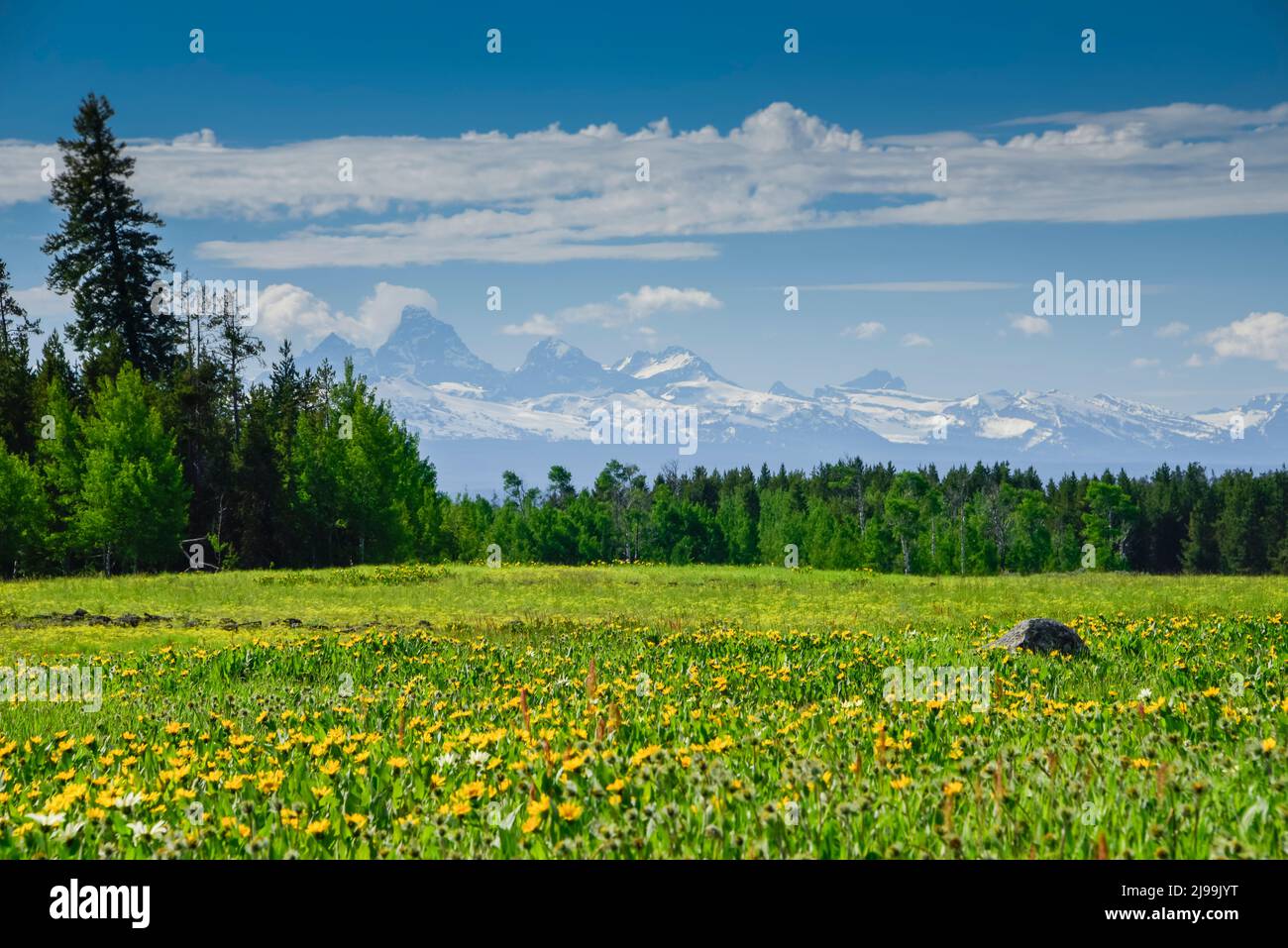 Mules ear flowers hi-res stock photography and images - Alamy