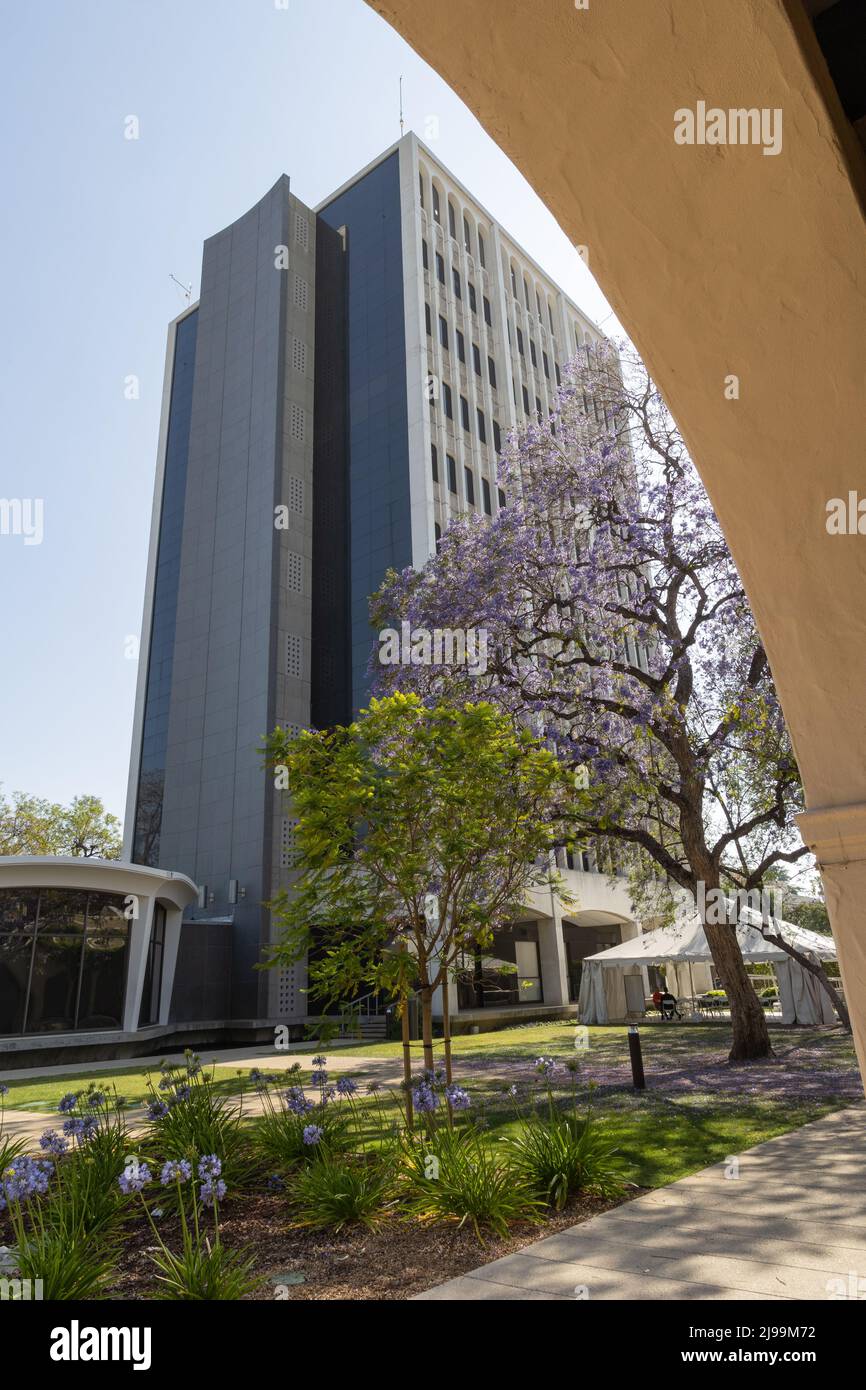 Caltech library viewed through an arch with a jacaranda tree Stock ...