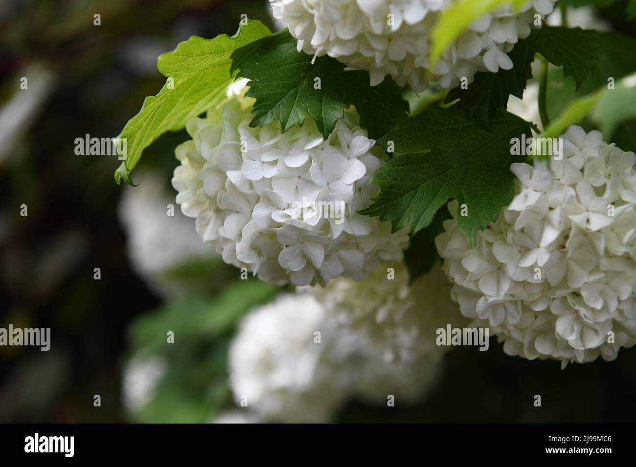 Ople tree roseum hi-res stock photography and images - Alamy