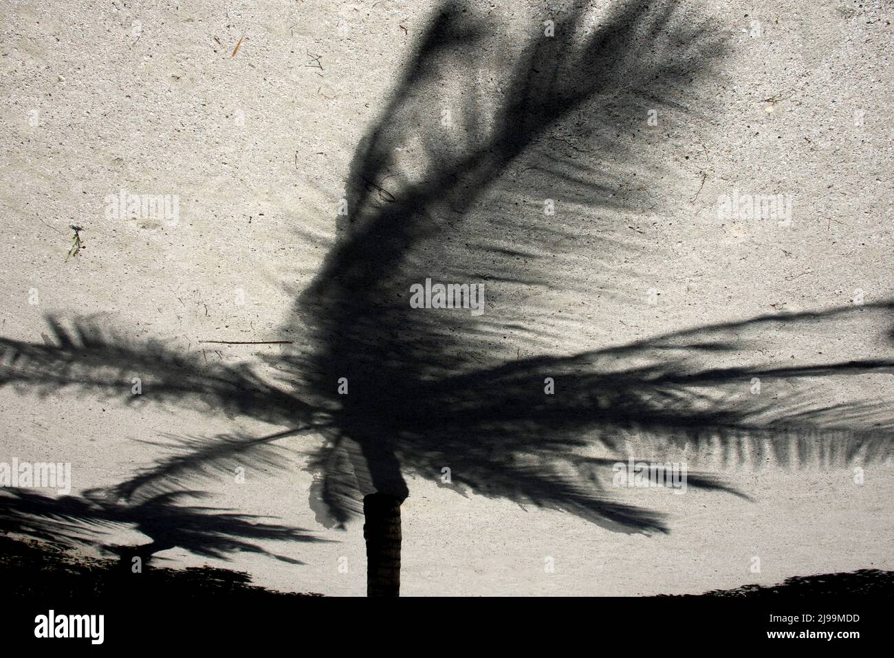 Silhouette of a palm tree’s shadow dancing on sandy ground, evoking ...