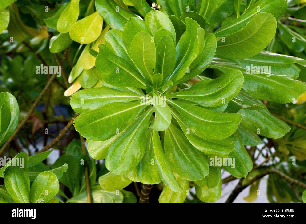 tropical beach flora Stock Photo - Alamy