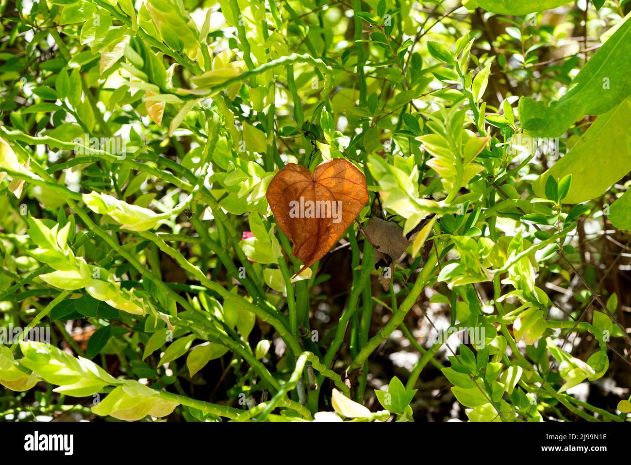 Grown heart hi-res stock photography and images - Alamy
