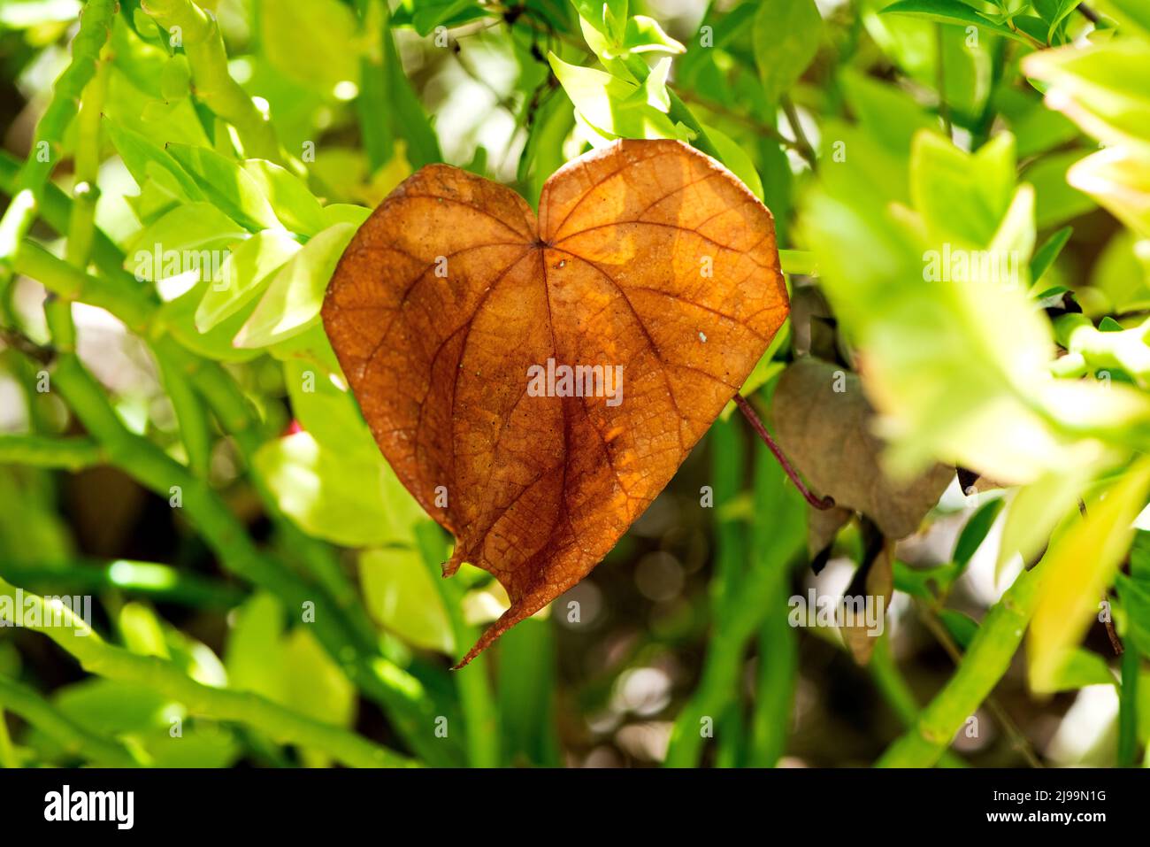Grown heart hi-res stock photography and images - Alamy