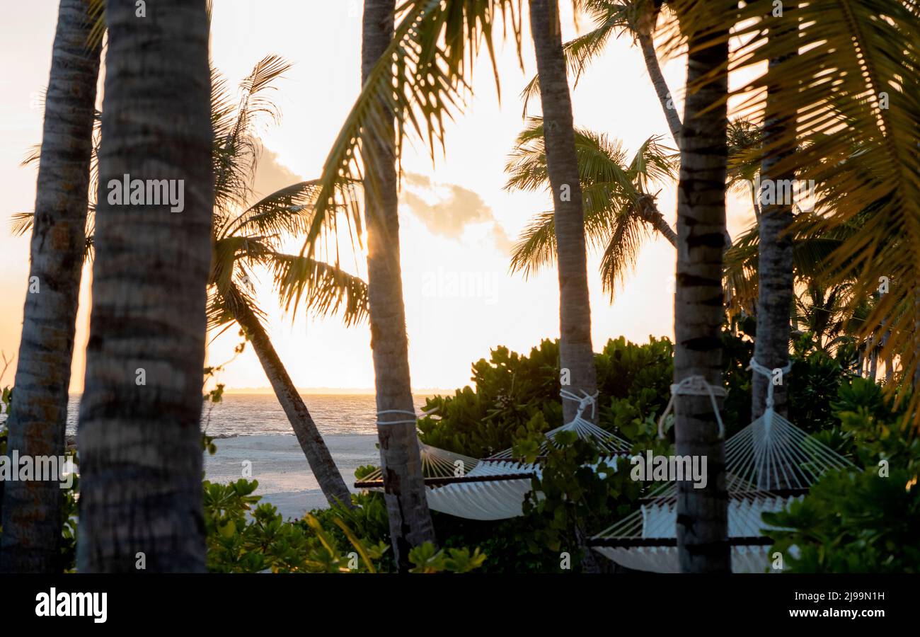 palm trees on the beach maledives Stock Photo - Alamy