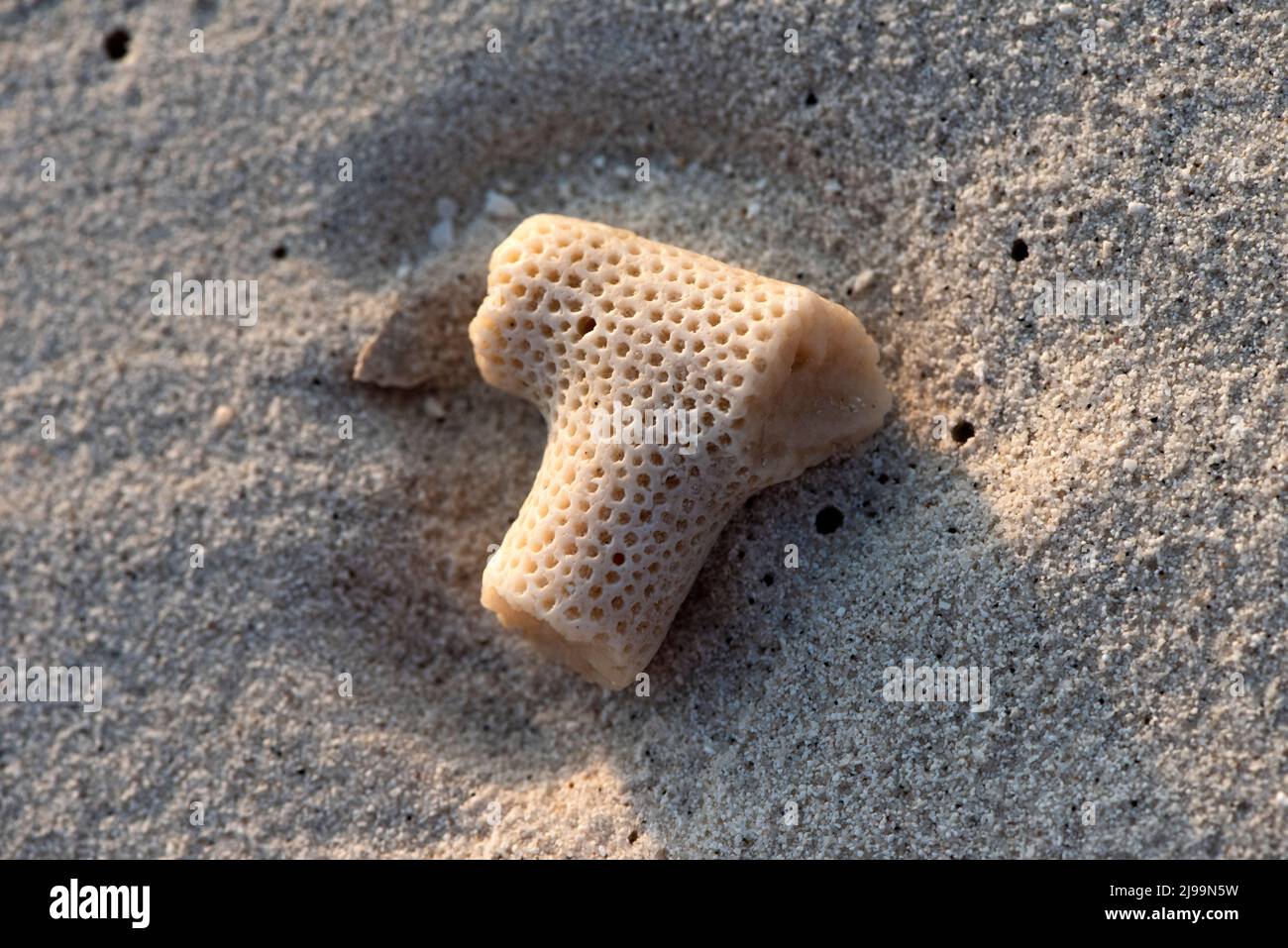 Trypophobia sample on the beach Stock Photo - Alamy