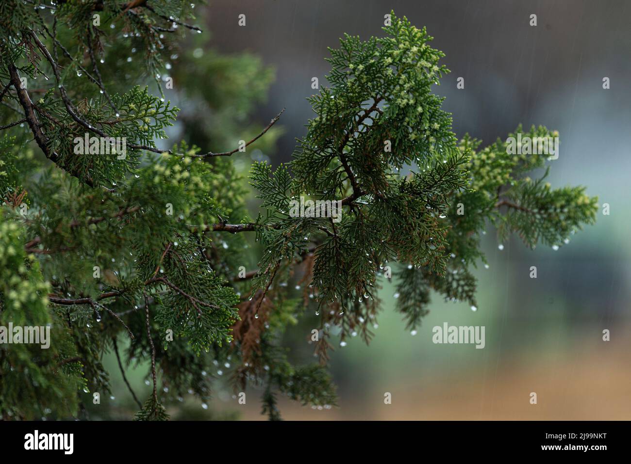 Raindrops falling from a branch of a pinetree Stock Photo - Alamy