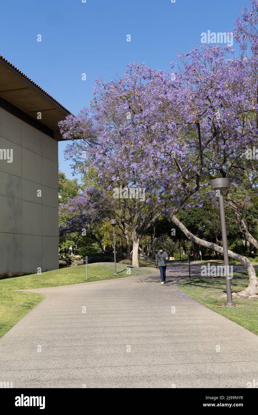 Jacaranda trees los angeles hi-res stock photography and images - Alamy