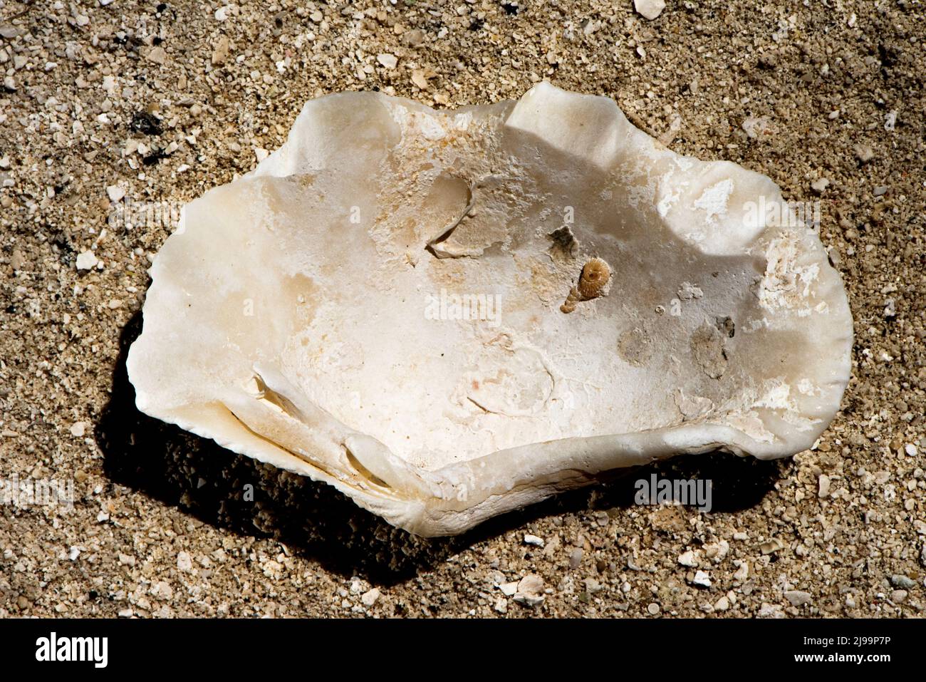 beautiful seashells washed up on the Maldives beach Stock Photo - Alamy