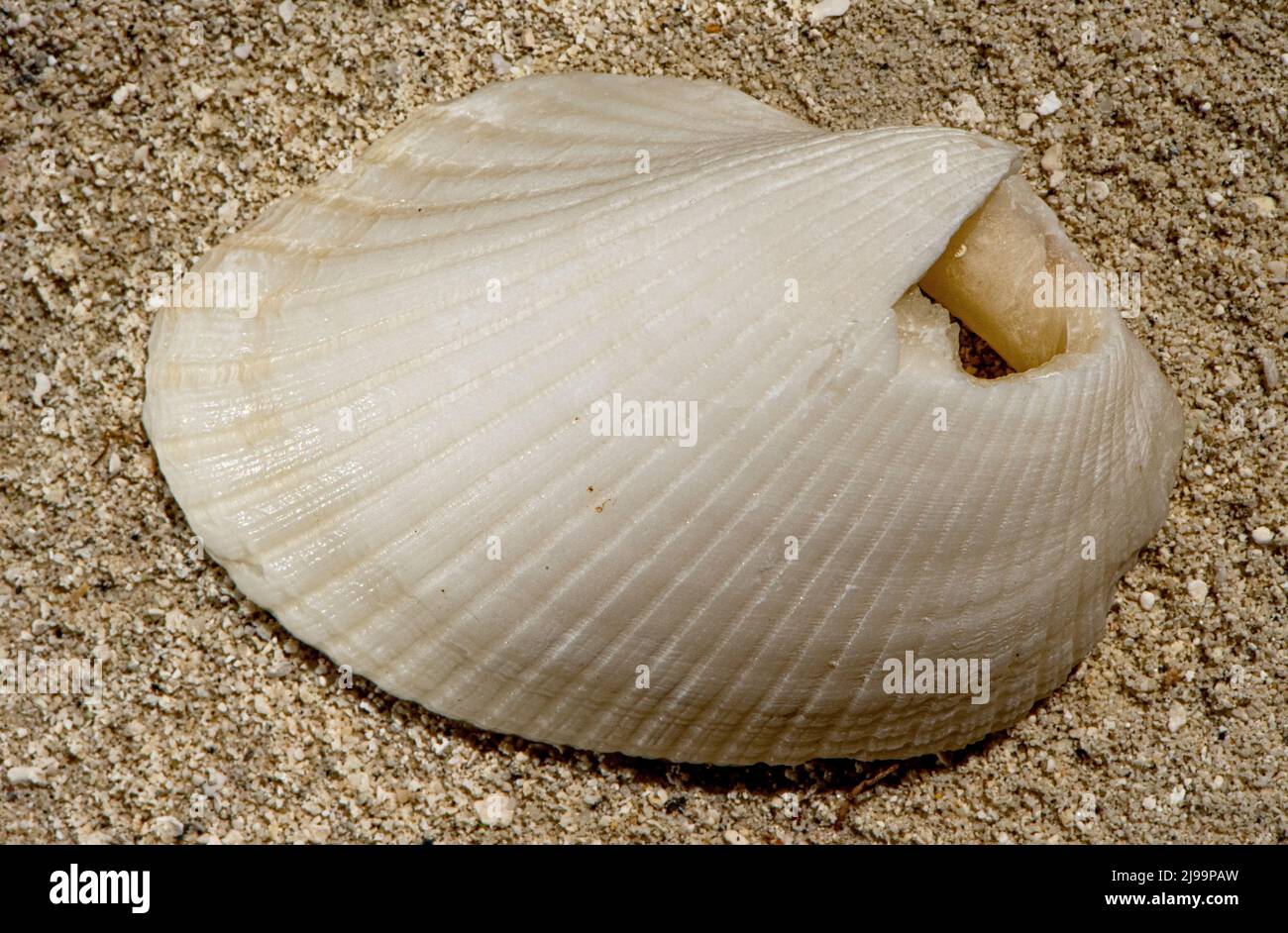 beautiful seashells washed up on the Maldives beach Stock Photo - Alamy