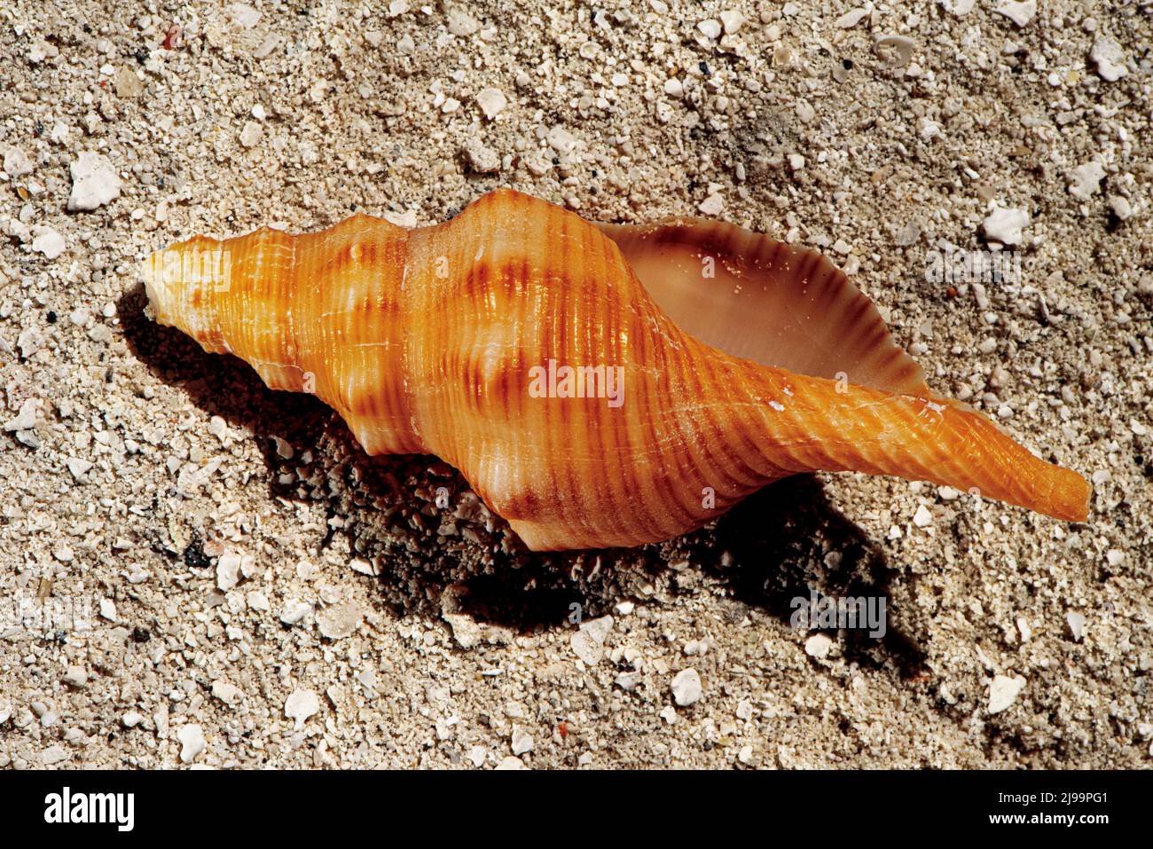 beautiful seashells washed up on the Maldives beach Stock Photo - Alamy