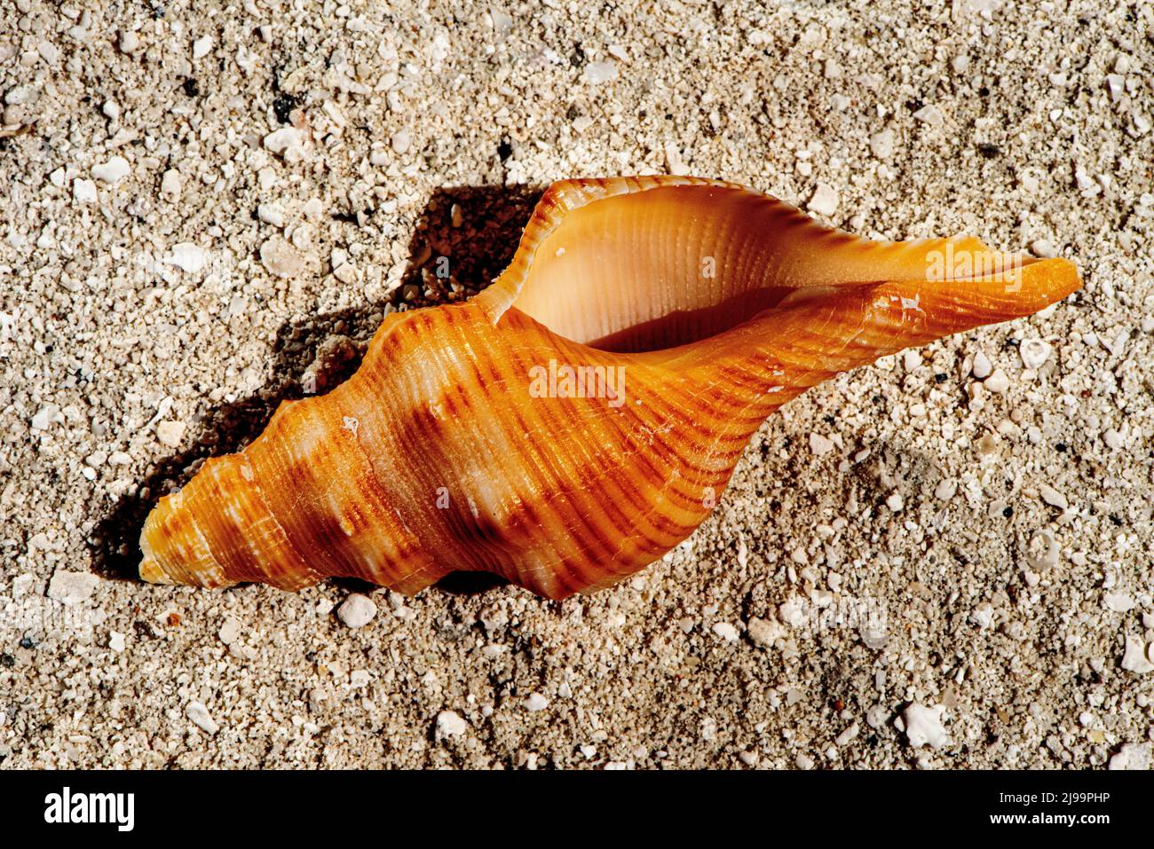 beautiful seashells washed up on the Maldives beach Stock Photo - Alamy