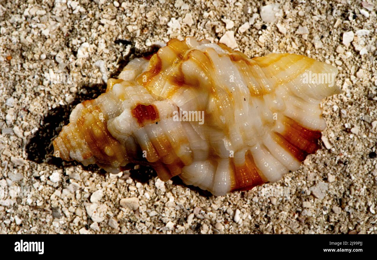 beautiful seashells washed up on the Maldives beach Stock Photo - Alamy