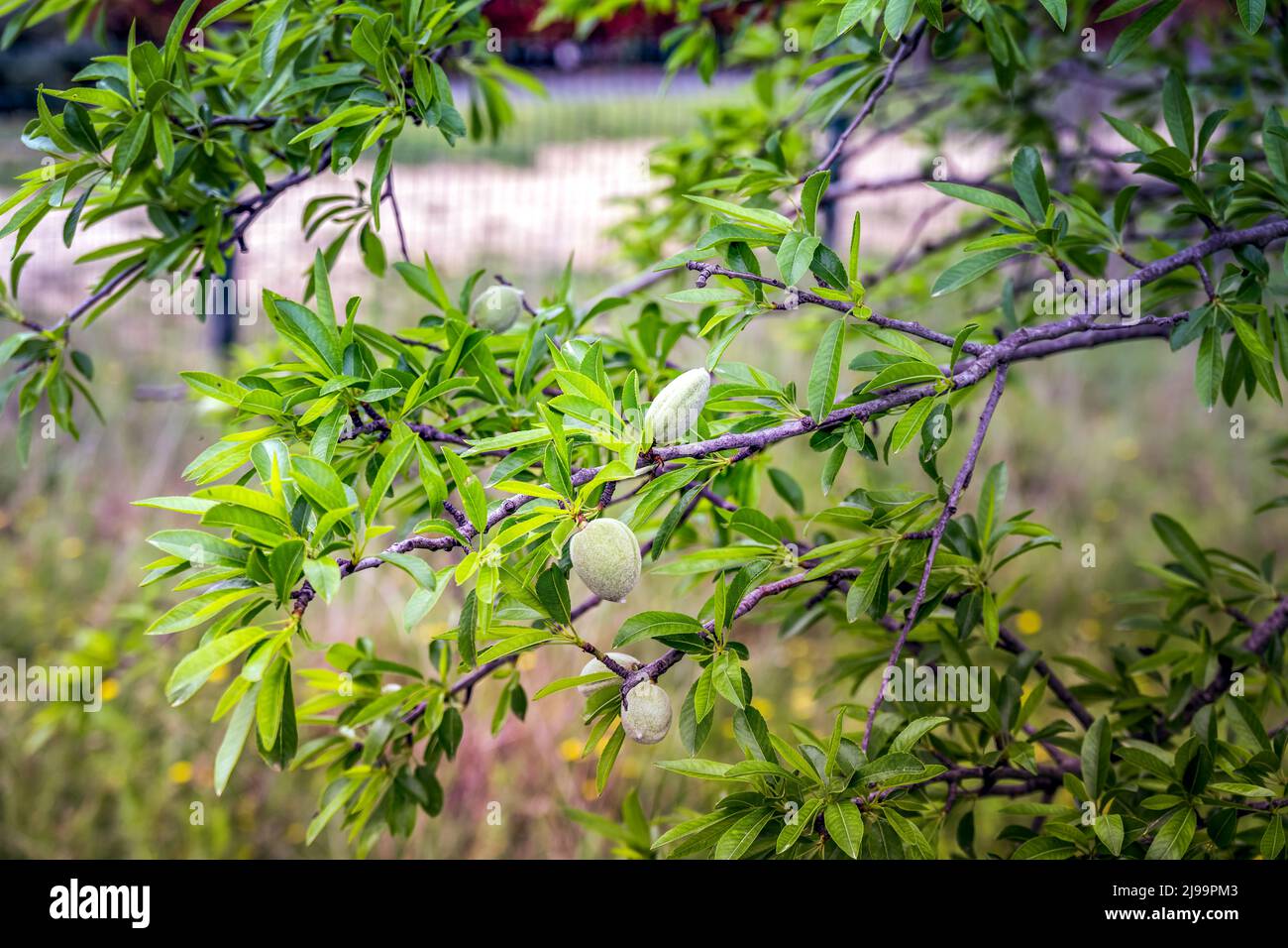 Almonds in a tree hi-res stock photography and images - Alamy