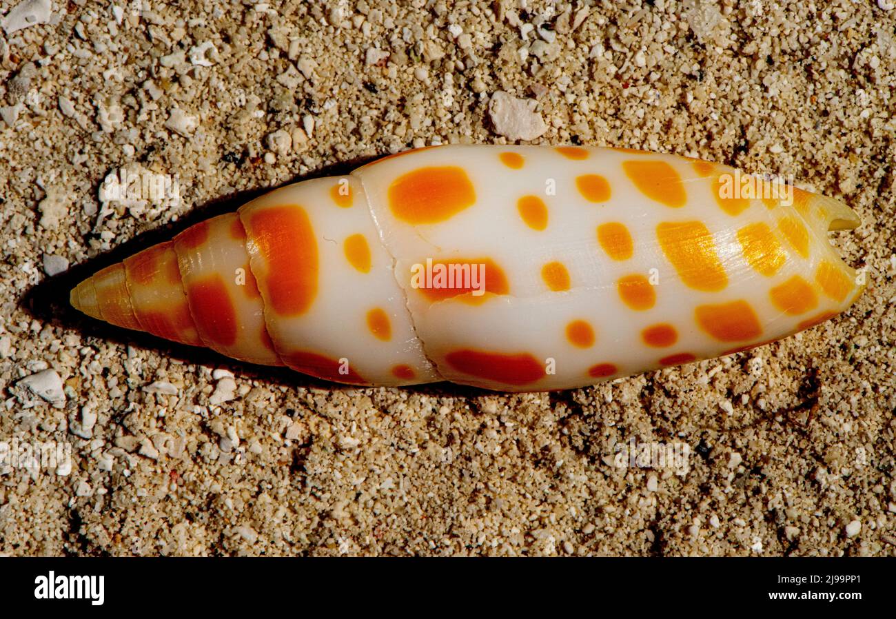 beautiful seashells washed up on the Maldives beach Stock Photo - Alamy