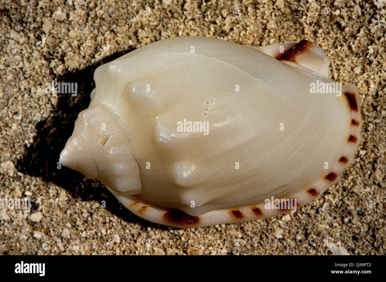 beautiful seashells washed up on the Maldives beach Stock Photo - Alamy