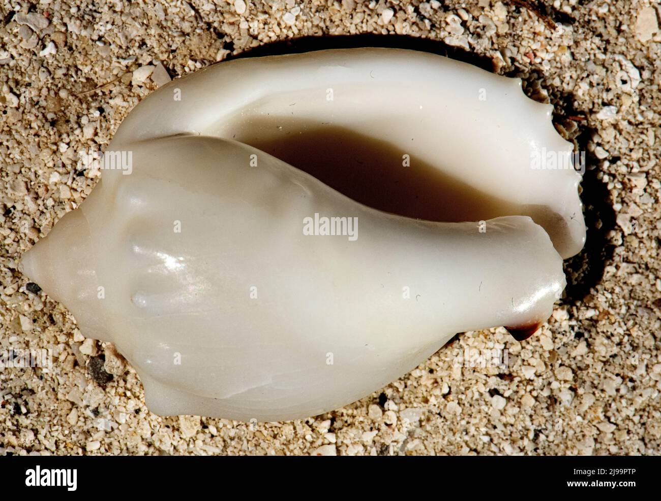 beautiful seashells washed up on the Maldives beach Stock Photo - Alamy