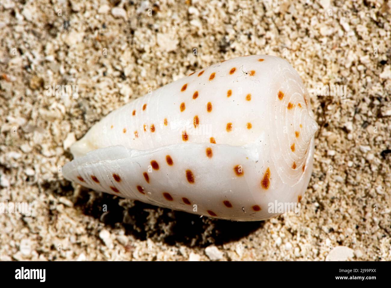 beautiful seashells washed up on the Maldives beach Stock Photo - Alamy