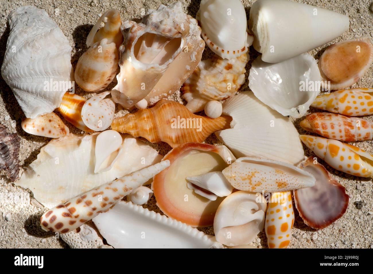 beautiful seashells washed up on the Maldives beach Stock Photo - Alamy
