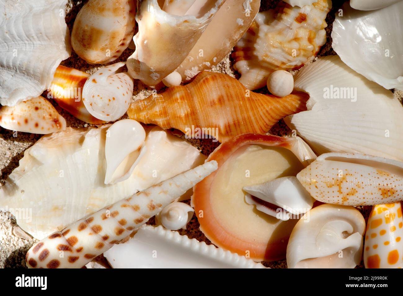 beautiful seashells washed up on the Maldives beach Stock Photo - Alamy
