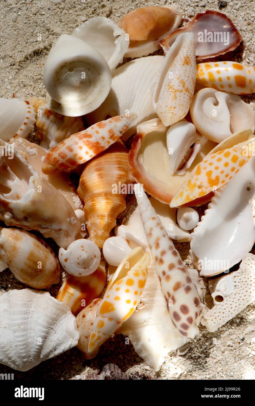 beautiful seashells washed up on the Maldives beach Stock Photo - Alamy