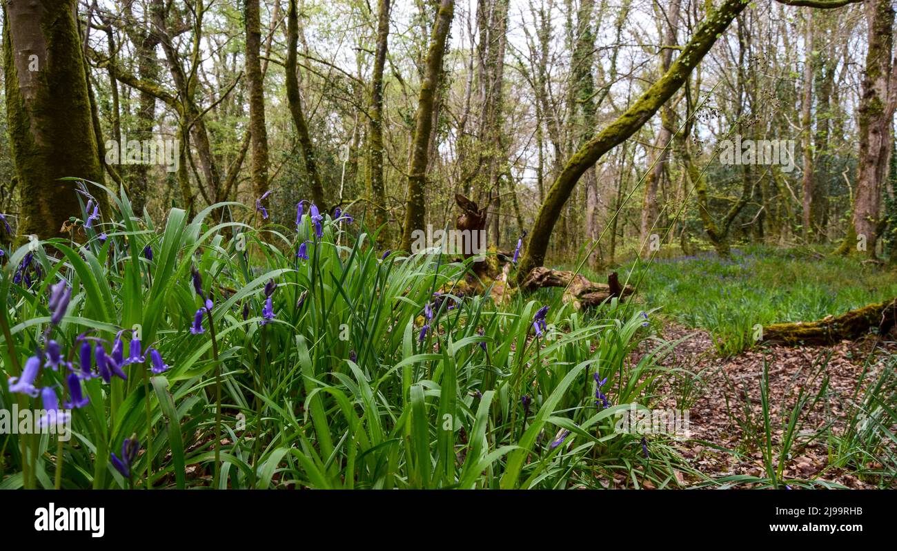 Lanhydrock, Cornwall, England, UK Stock Photo - Alamy