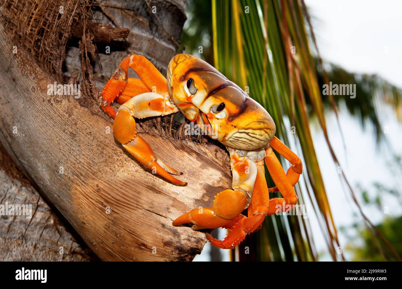 Caribbean land crab, Cayo Coco, Cuba Stock Photo - Alamy