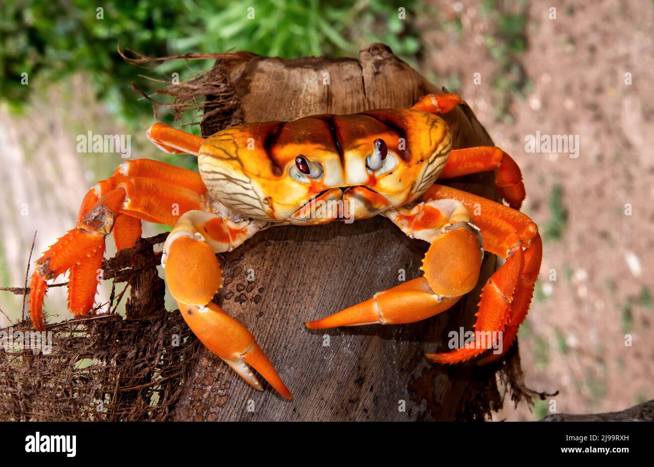 Caribbean land crab, Cayo Coco, Cuba Stock Photo - Alamy