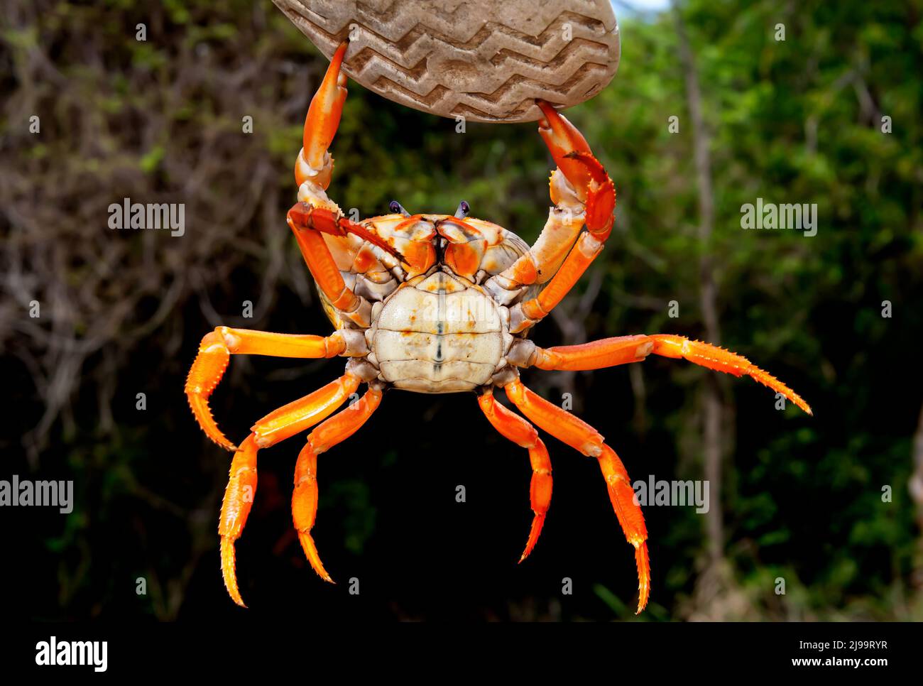 Blue land crab hi-res stock photography and images - Alamy