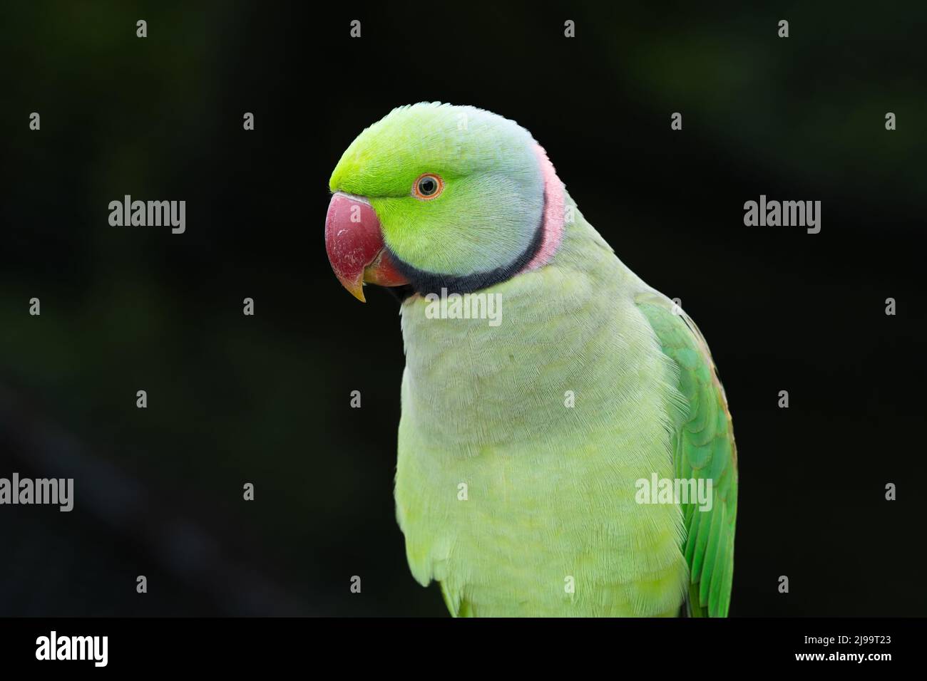Rose ring necked parrot (Psittacula kramer) of India Stock Photo - Alamy