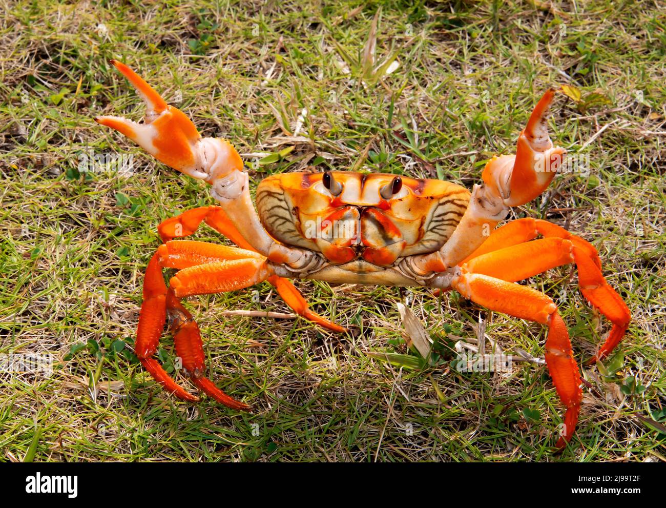 Caribbean land crab, Cayo Coco, Cuba Stock Photo - Alamy