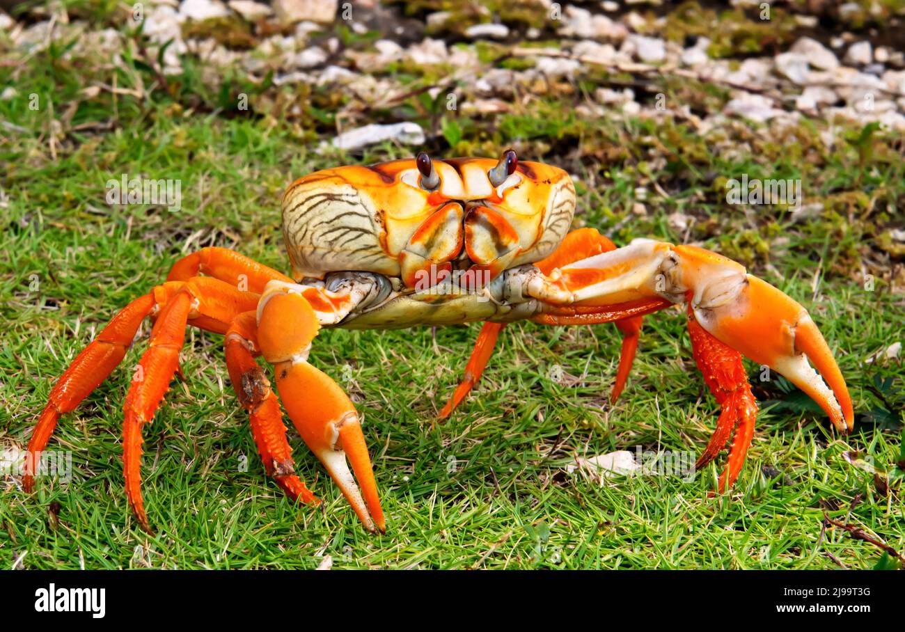 Blue land crab hi-res stock photography and images - Alamy