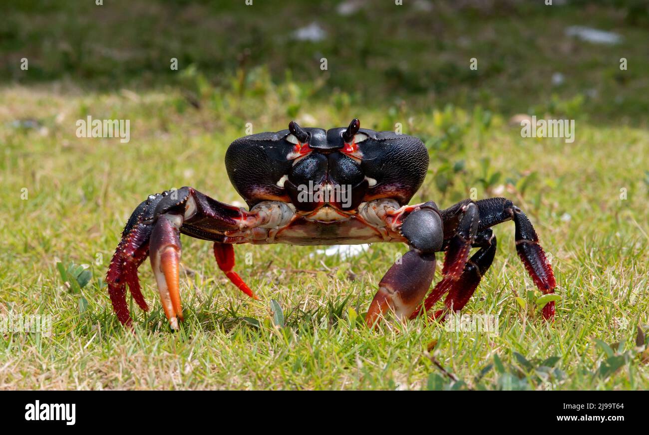 Caribbean land crab, Cayo Coco, Cuba Stock Photo - Alamy