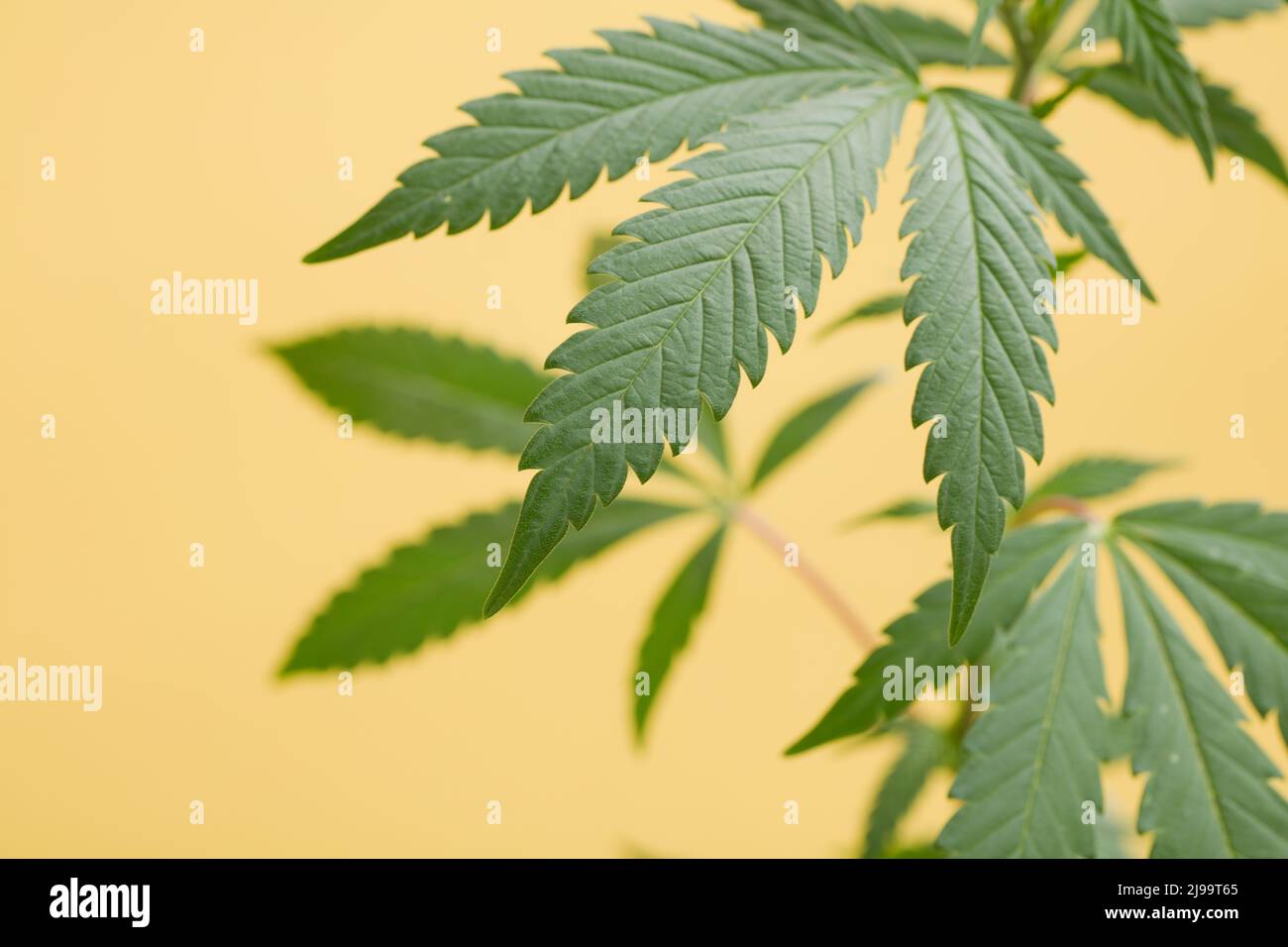 marijuana vegetation plants, hemp CBD, cultivation cannabis, background ...