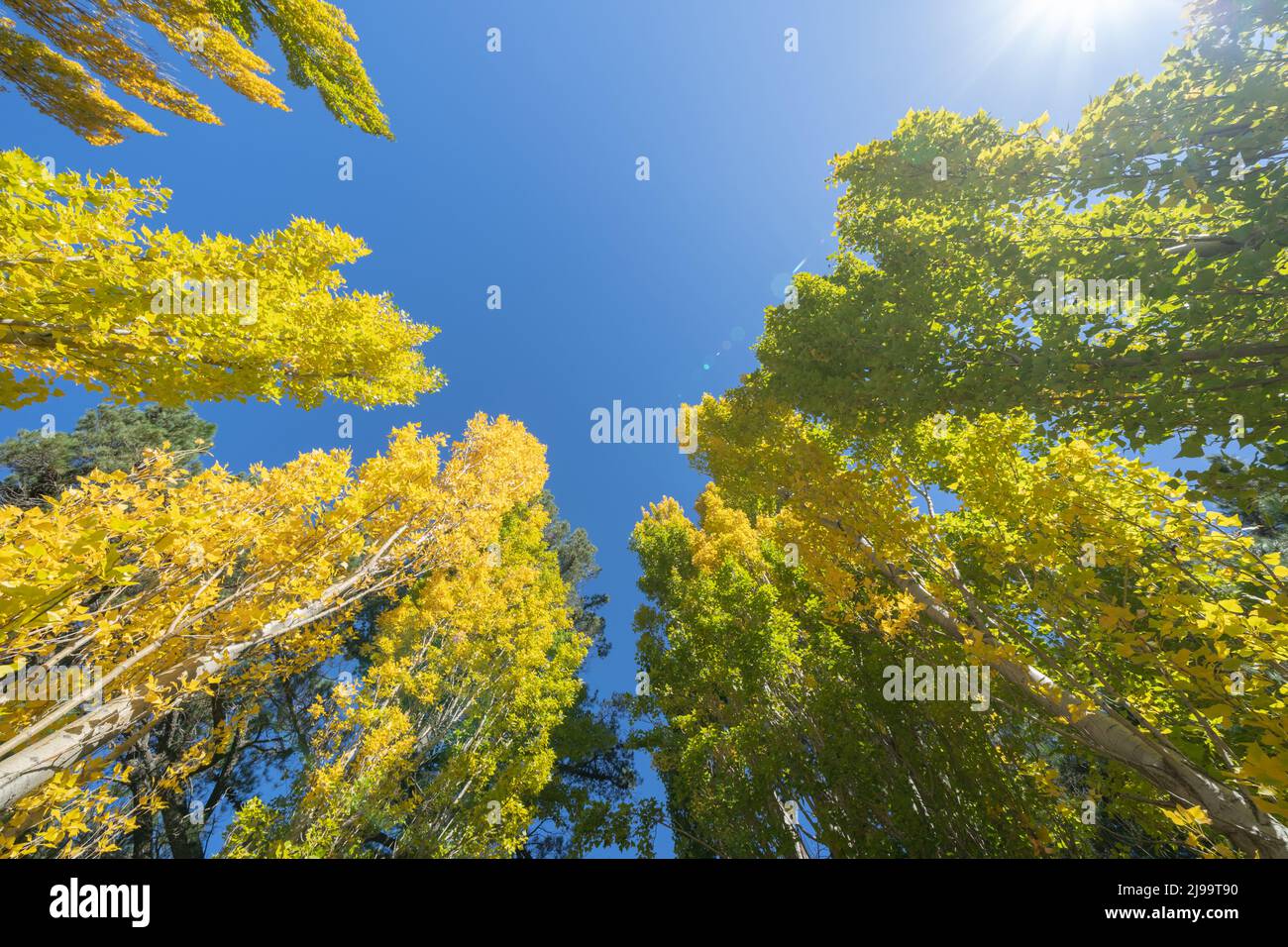 Towering poplar trees around Scenic Lake Dunstan and surrounds in ...