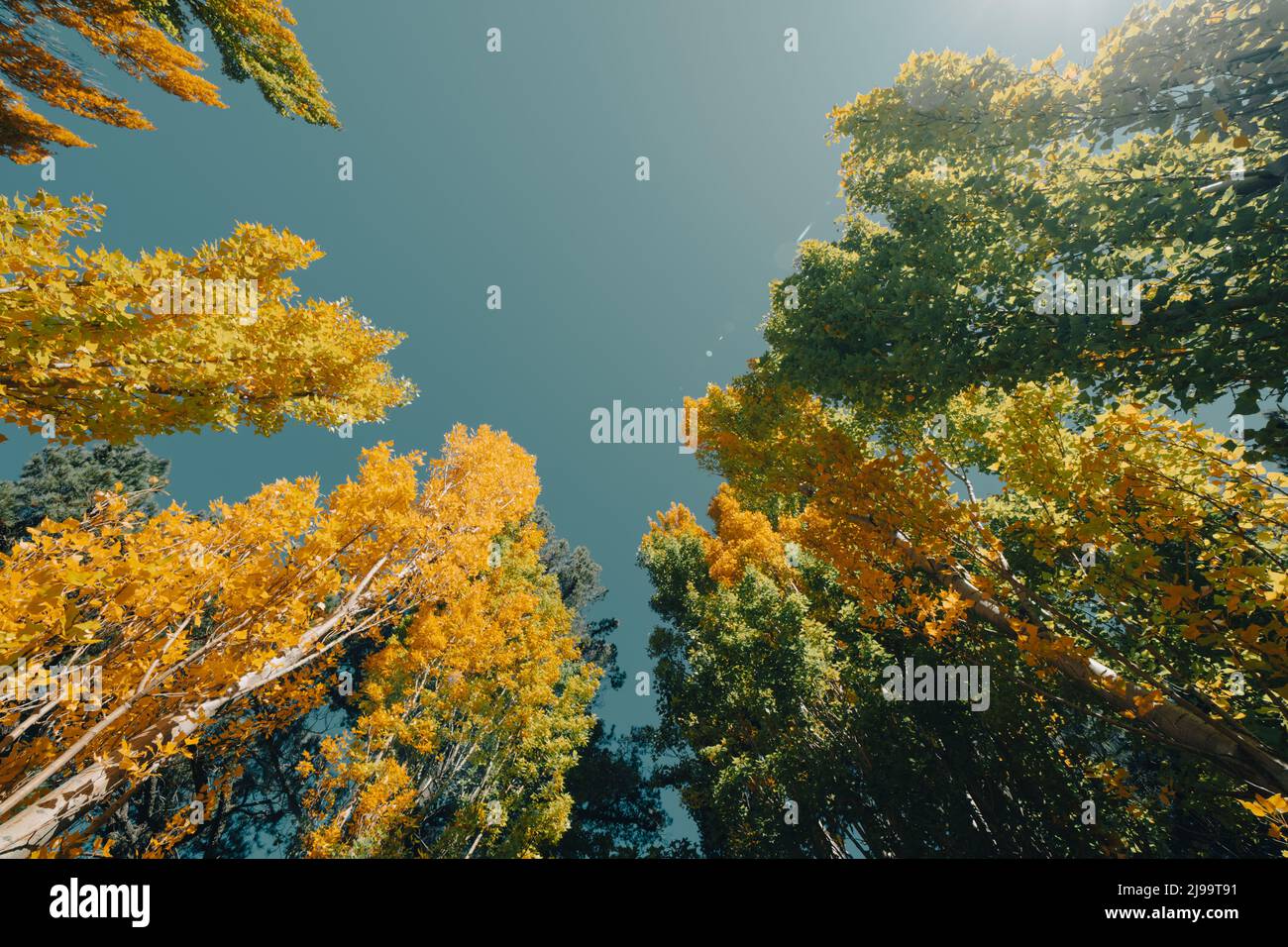 Towering poplar trees around Scenic Lake Dunstan and surrounds in ...