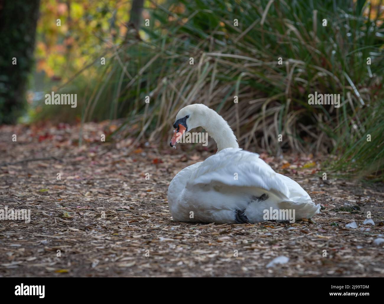 Large white mute swan sitting ob path around lake blocking the way ...