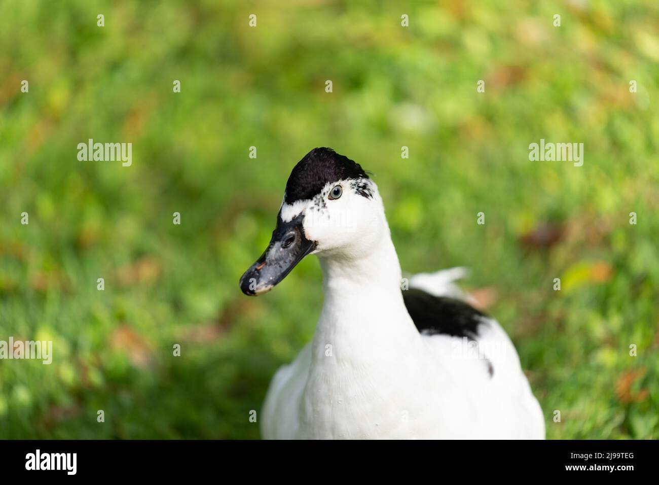 Black and white with black beak Magpie duck portrait Stock Photo - Alamy
