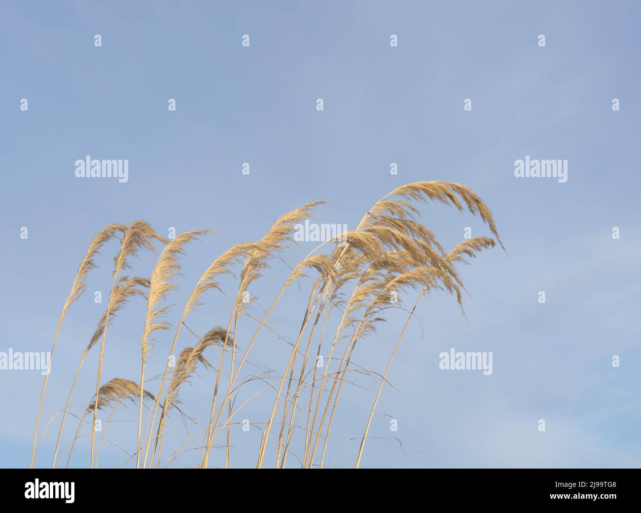 Toe toe or pampas grass seed-heads blowing in breeze against blue sky ...