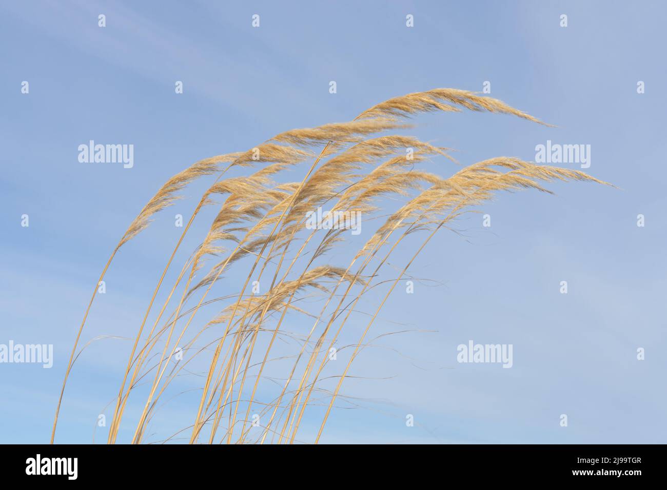 Toe toe or pampas grass seed-heads blowing in breeze against blue sky ...