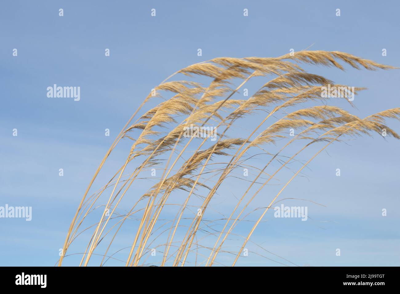 Toe toe or pampas grass seed-heads blowing in breeze against blue sky ...