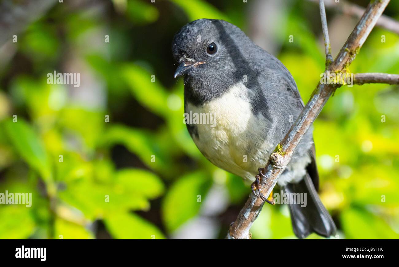 South Island Robin male perched on branch inquisitively looking to ...